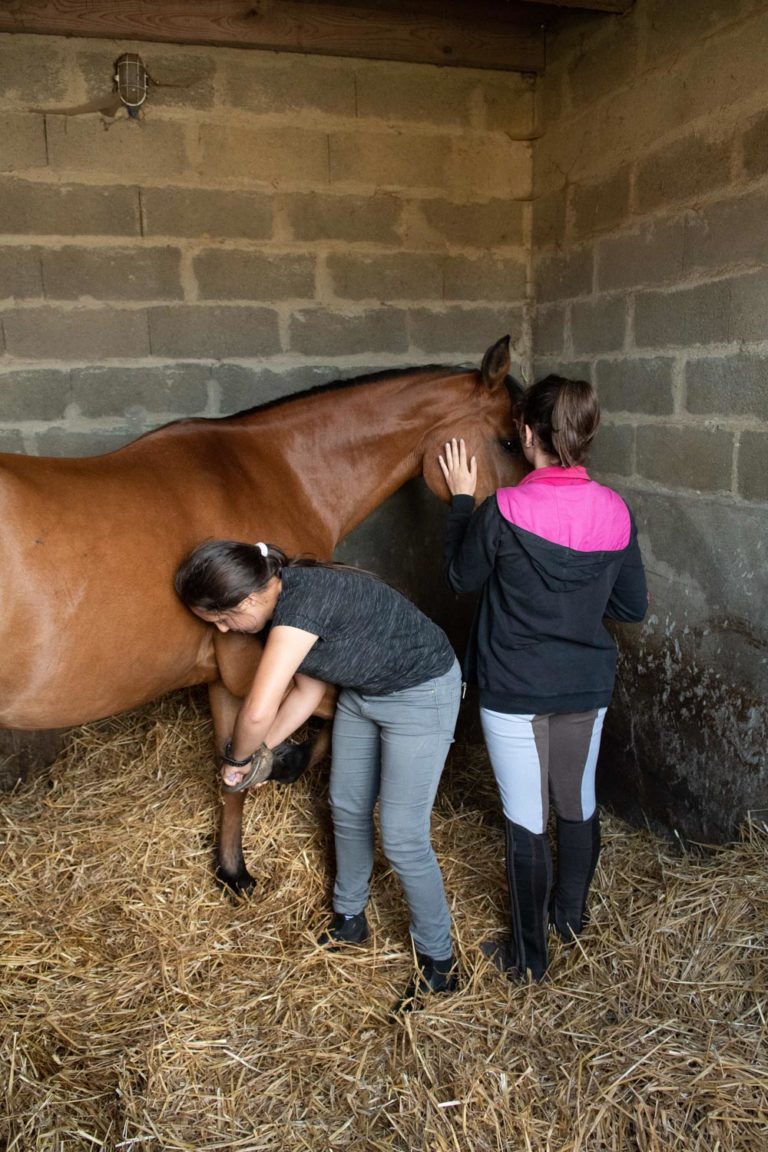 TFP AE (Titre à Finalité Professionnelle Activité Equestre) - Formation continue • Campus Terre ...